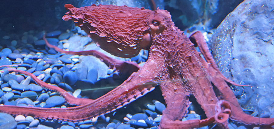 The Noble Mother Octopus | Justin Hebert, SFF Author